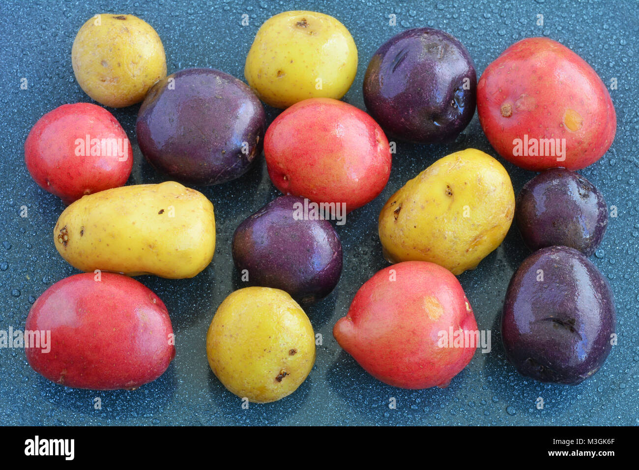 Tri-color mini potatoes on blue enamel tray in horizontal format and ...
