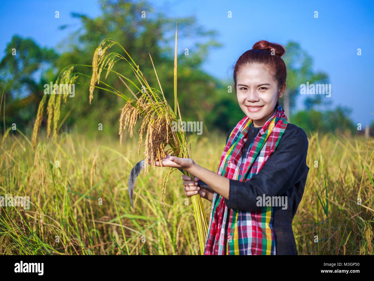 farmer woman using sickle to harvesting rice in field, Thailand Stock ...