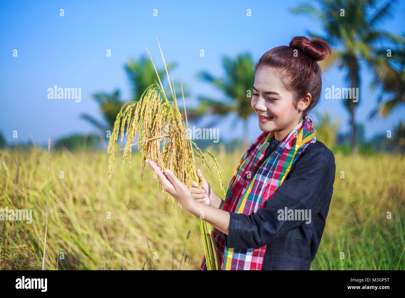 Cambodian farmers plant rice rice hi-res stock photography and images ...