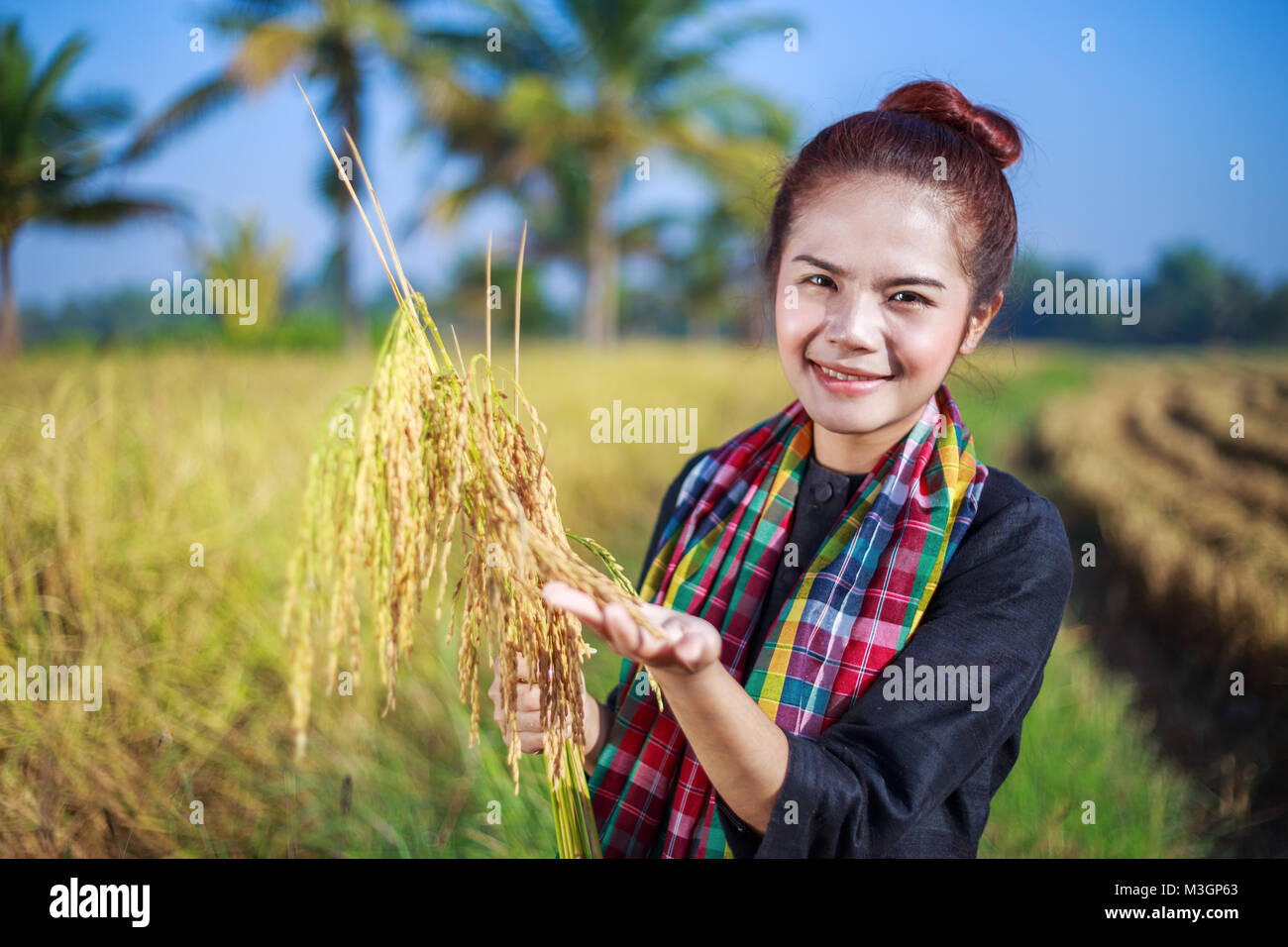 farmer woman holding rice in field, Thailand Stock Photo - Alamy