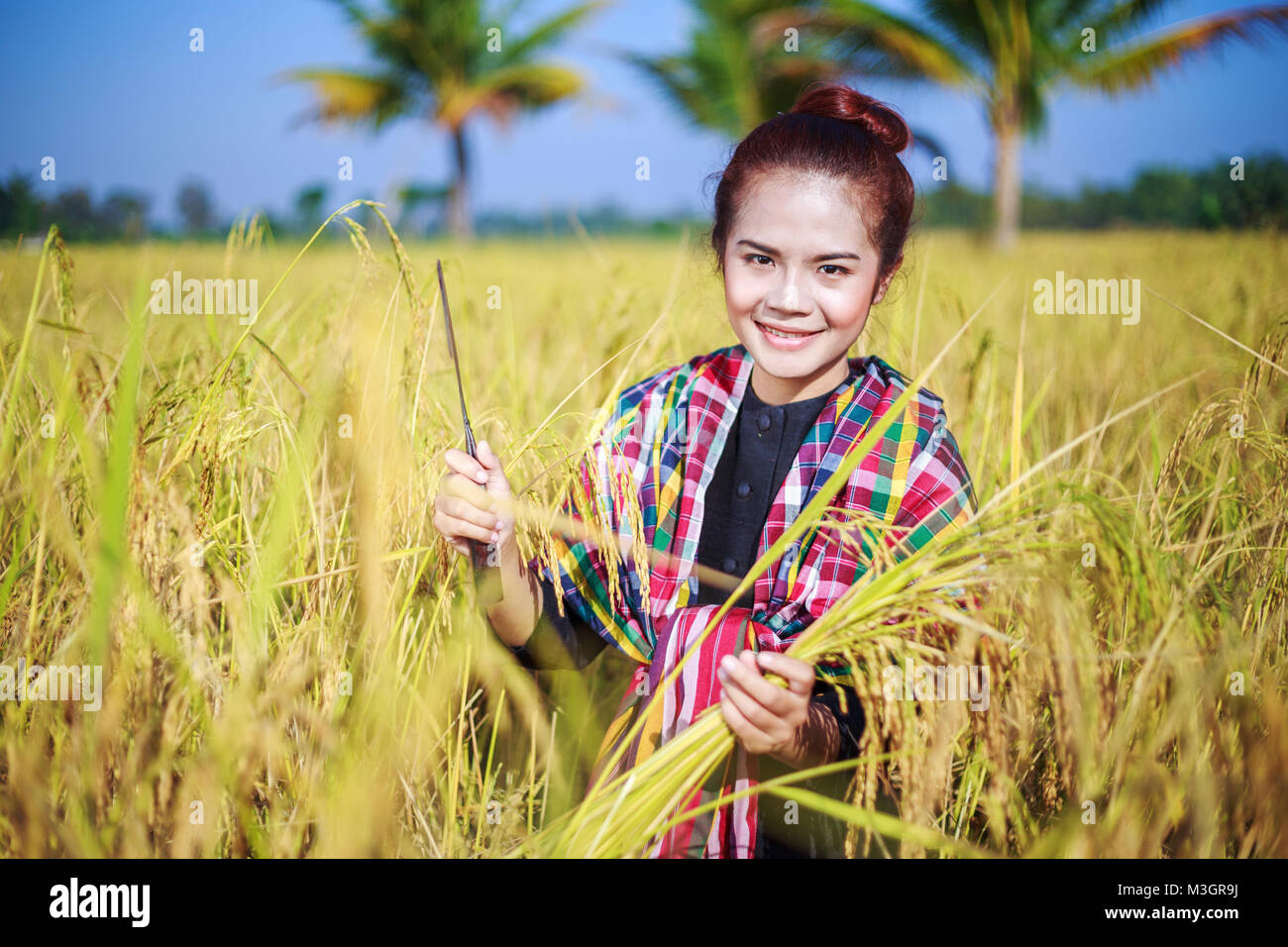 farmer woman using sickle to harvesting rice in field, Thailand Stock ...
