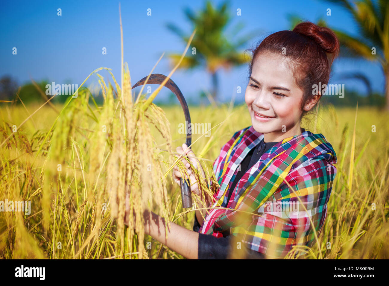 farmer woman using sickle to harvesting rice in field, Thailand Stock ...