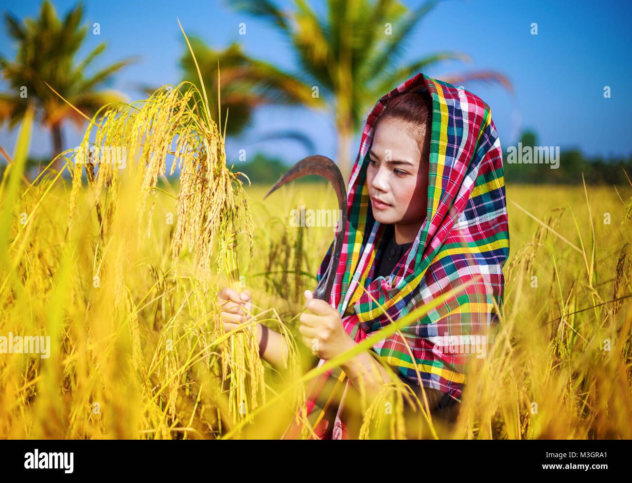 farmer woman using sickle to harvesting rice in field, Thailand Stock ...