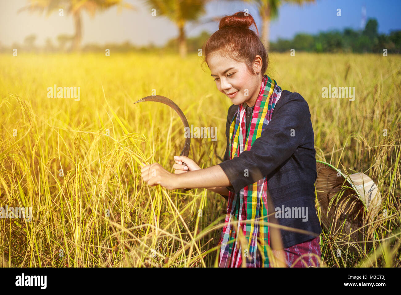 farmer woman using sickle to harvesting rice in field, Thailand Stock ...