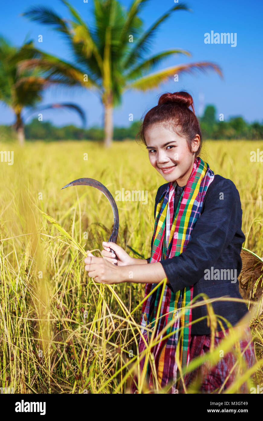 farmer woman using sickle to harvesting rice in field, Thailand Stock ...