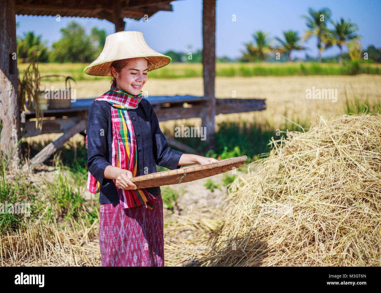 farmer woman threshed rice in field, Thailand Stock Photo - Alamy
