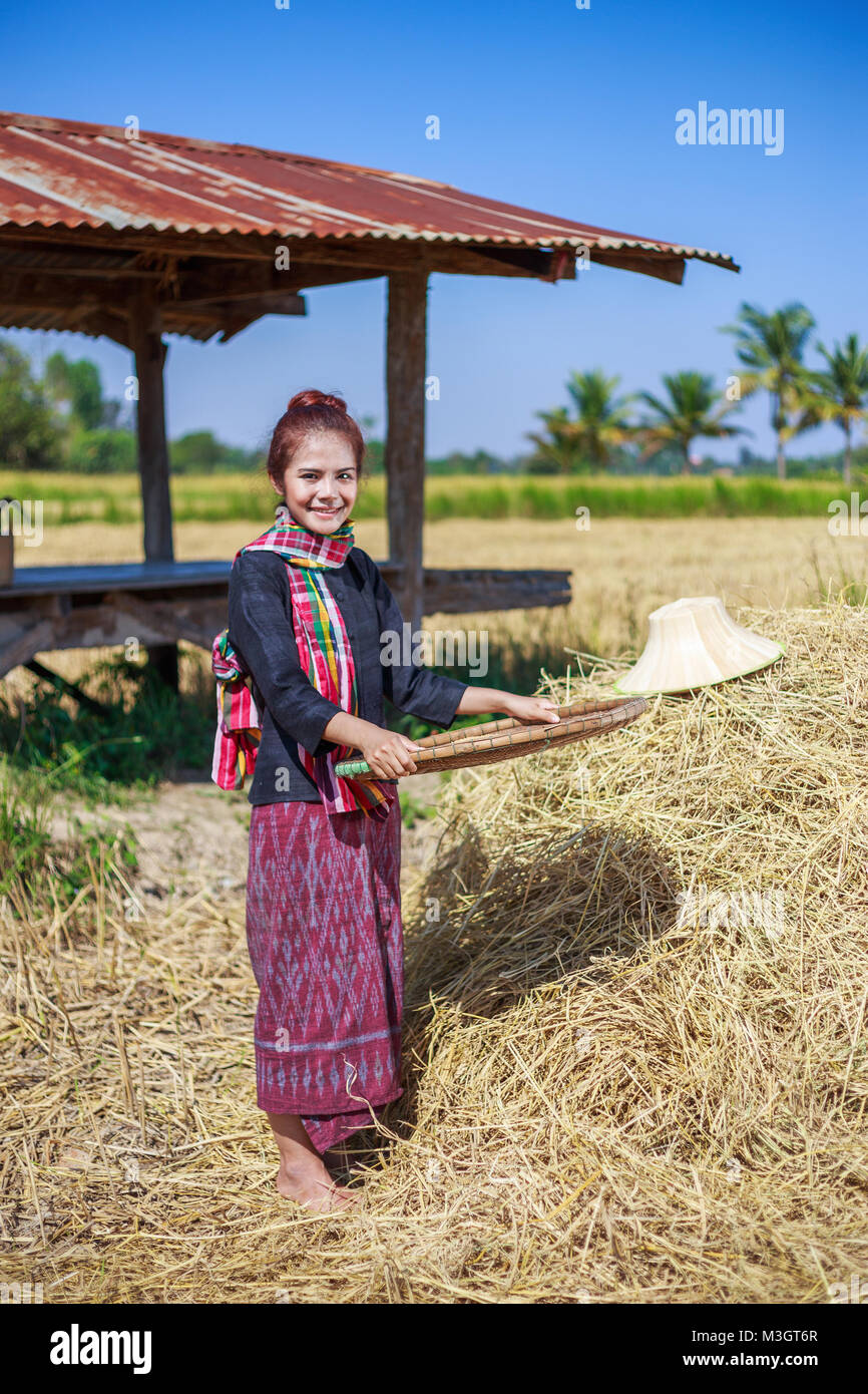 farmer woman threshed rice in field, Thailand Stock Photo - Alamy