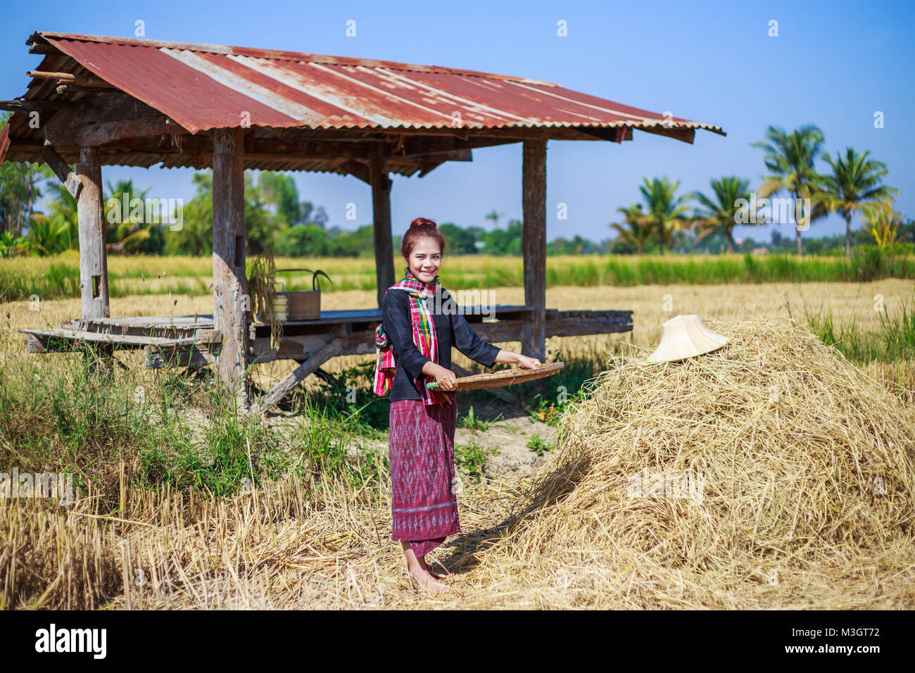 farmer woman threshed rice in field, Thailand Stock Photo - Alamy