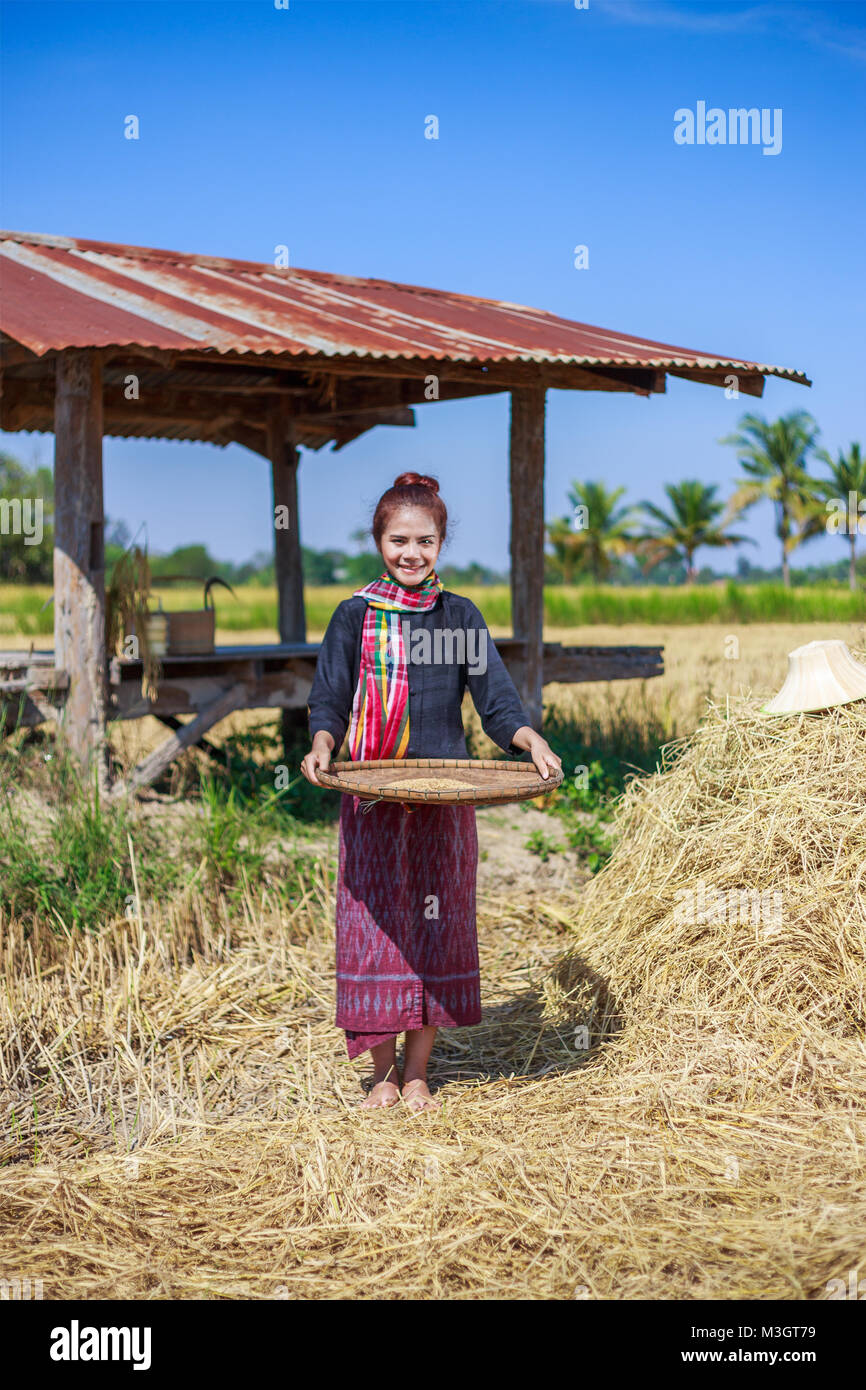 farmer woman threshed rice in field, Thailand Stock Photo - Alamy