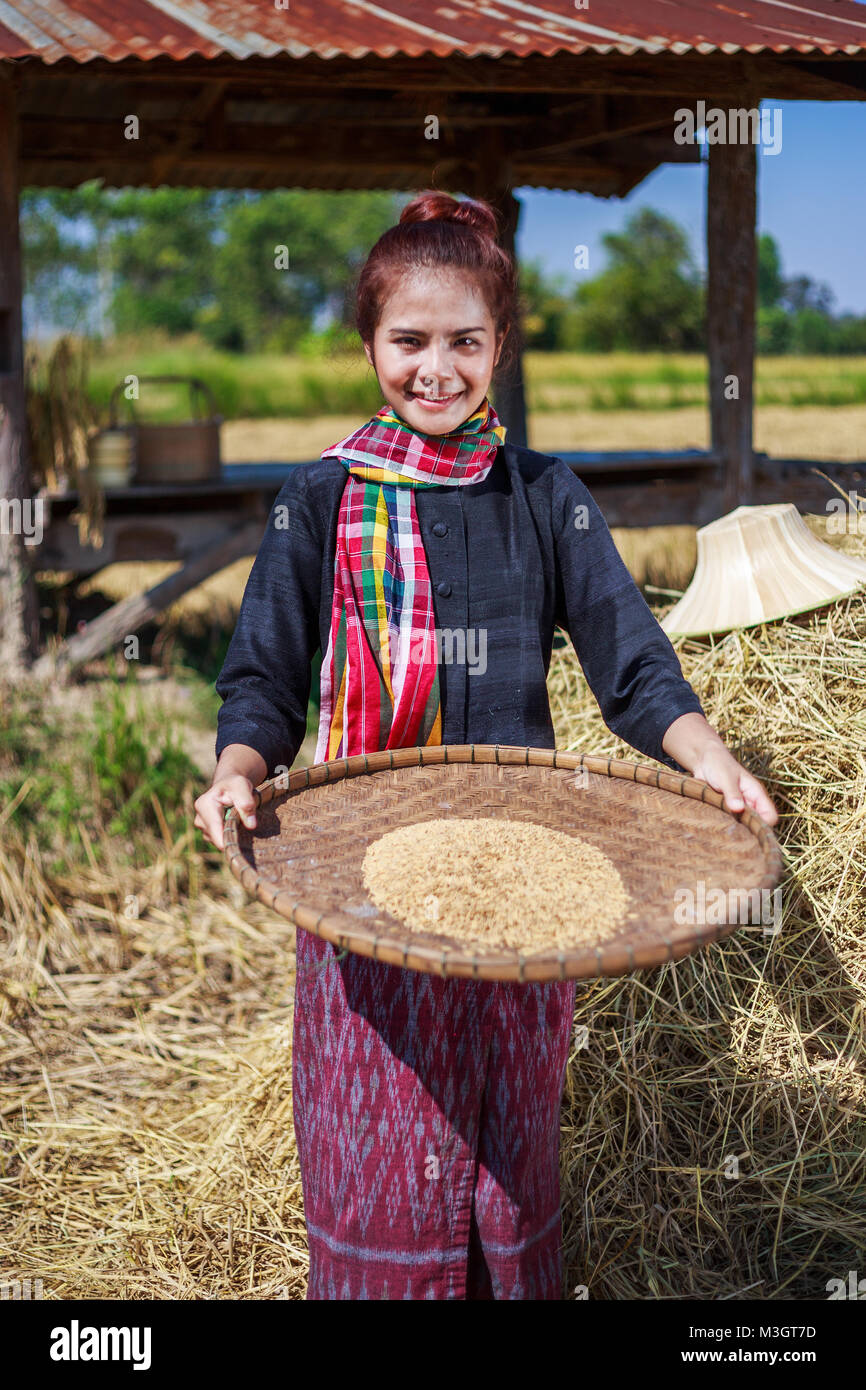 farmer woman threshed rice in field, Thailand Stock Photo - Alamy