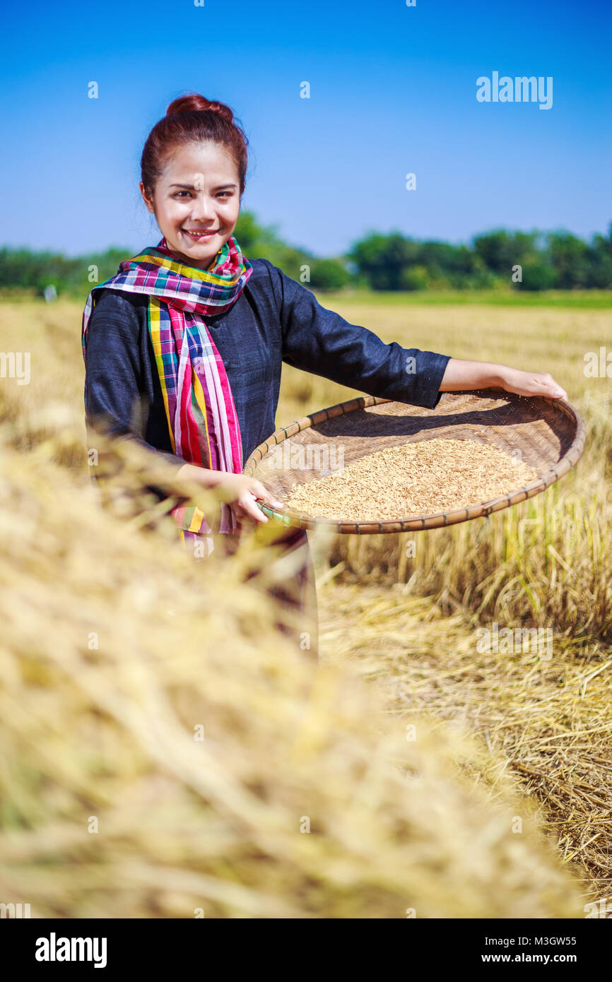 farmer woman threshed rice in field, Thailand Stock Photo - Alamy