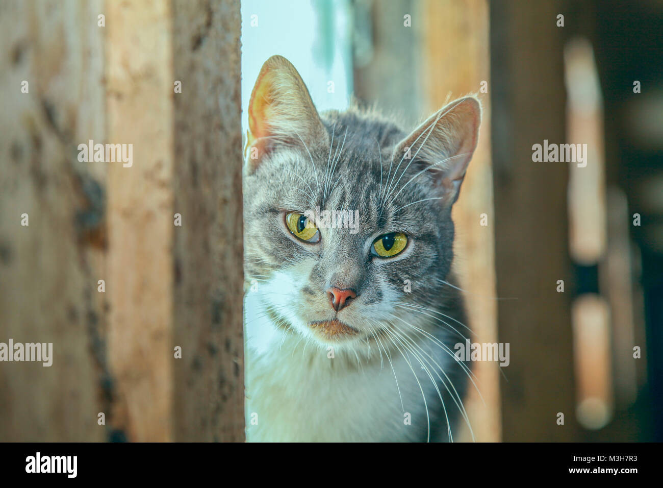 Barn cat sitting on the side of a window Stock Photo - Alamy