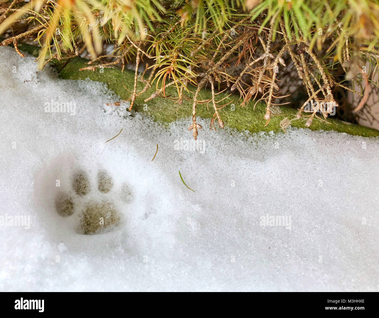 A single cat paw print in the fresh snow. wallpaper background Stock ...
