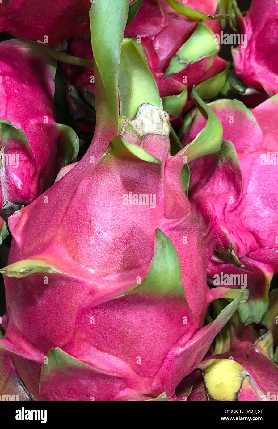 Dragon Fruit fills the frame - multi colored Stock Photo - Alamy