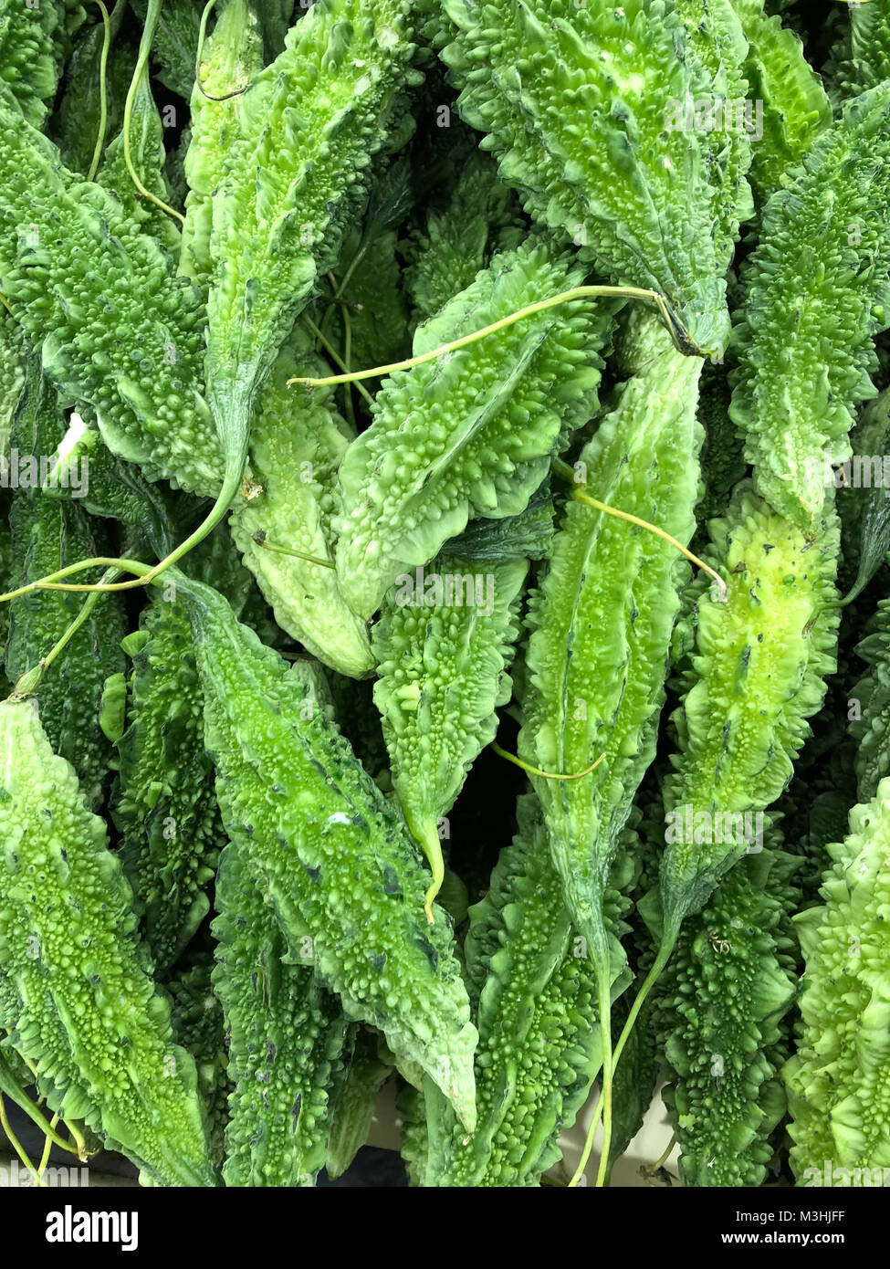A large group of Indian Bitter melon fill the frame Stock Photo - Alamy