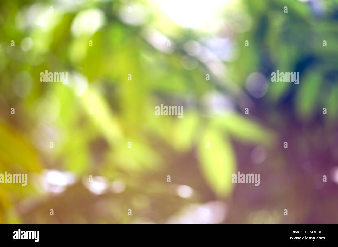 Abstract blur, jungle or forest, colorful nature background Stock Photo ...