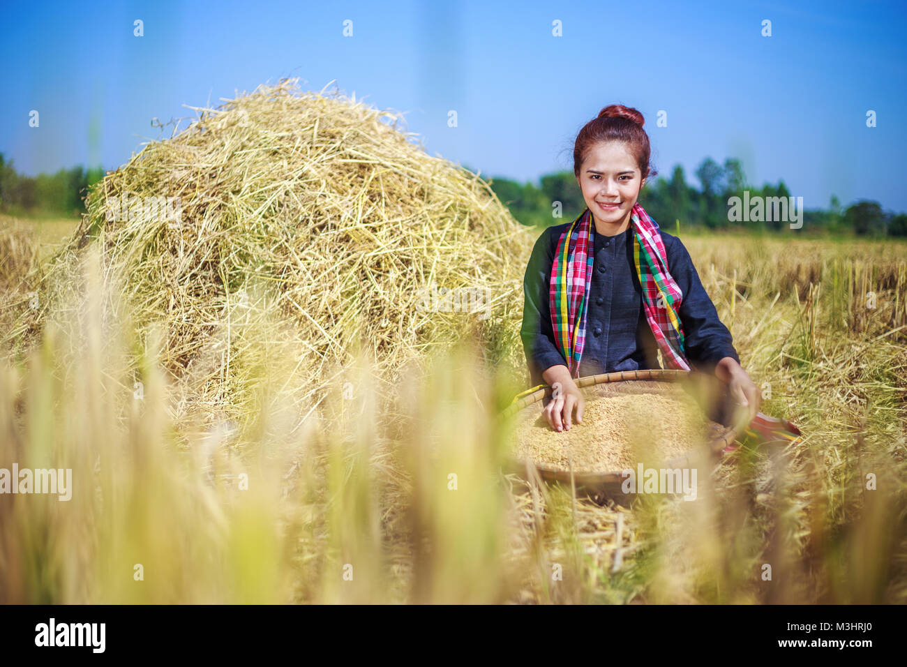 farmer woman threshed rice in field, Thailand Stock Photo - Alamy