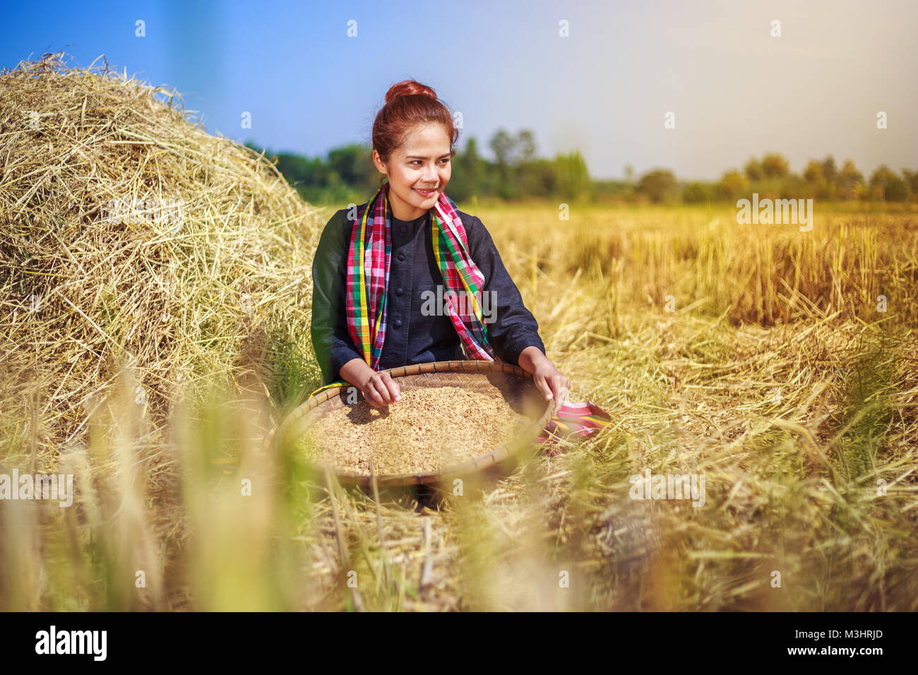 farmer woman threshed rice in field, Thailand Stock Photo - Alamy