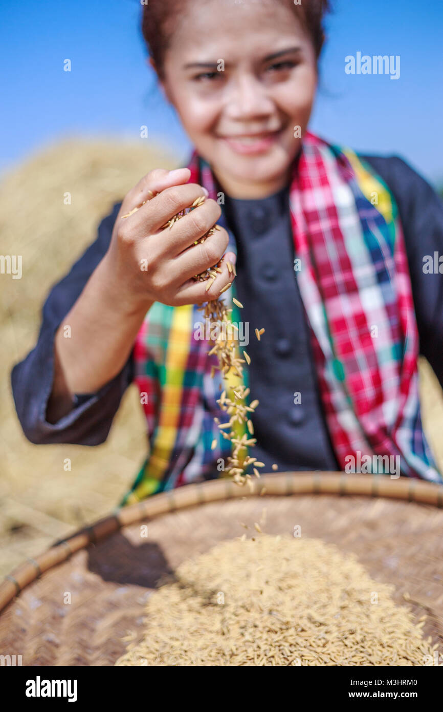 paddy rice in happy farmer woman hand Stock Photo - Alamy