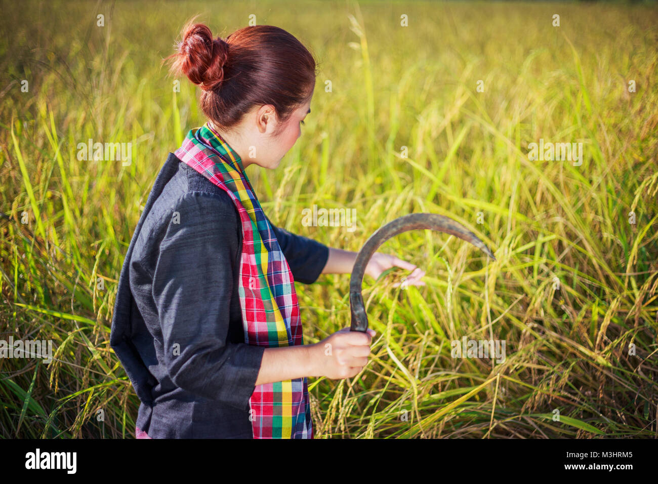 farmer woman using sickle to harvesting rice in field, Thailand Stock ...