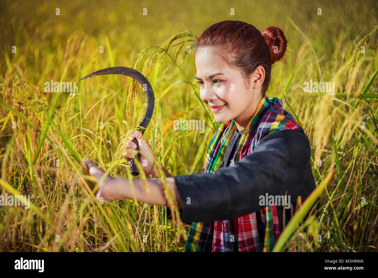 farmer woman using sickle to harvesting rice in field, Thailand Stock ...