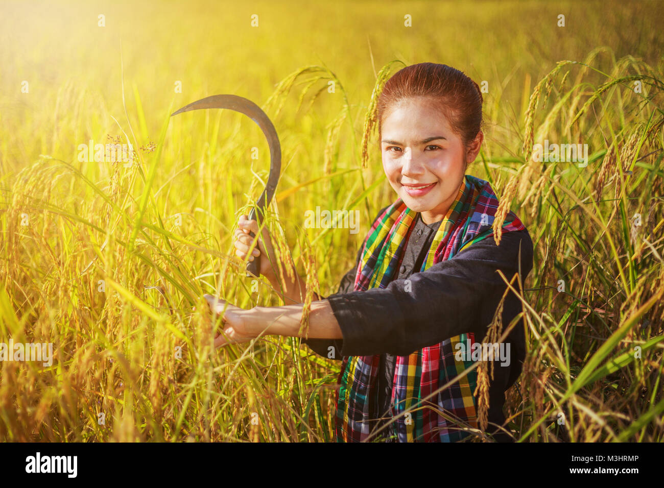 farmer woman using sickle to harvesting rice in field, Thailand Stock ...