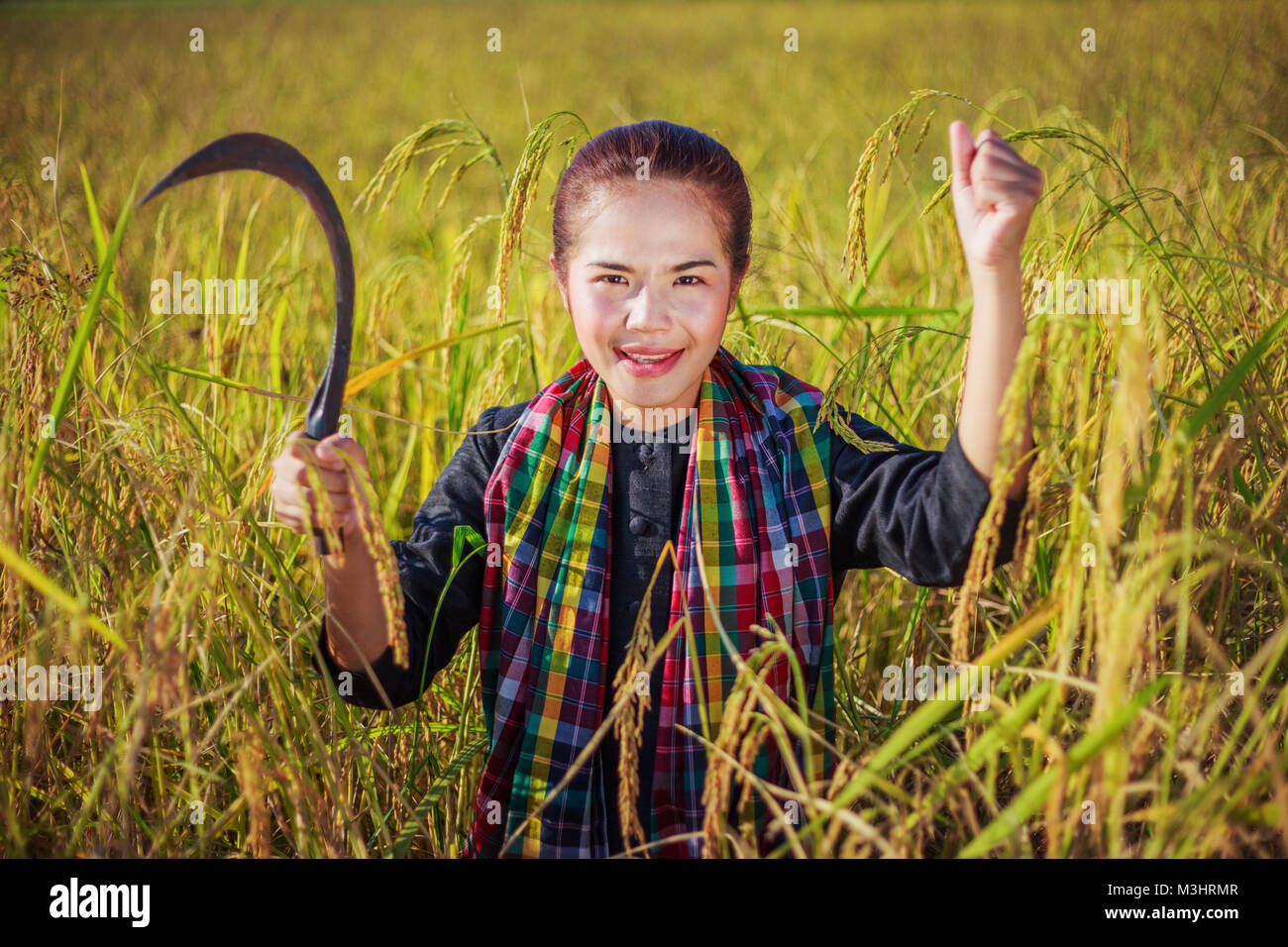 Happy farmer harvesting rice hi-res stock photography and images - Alamy