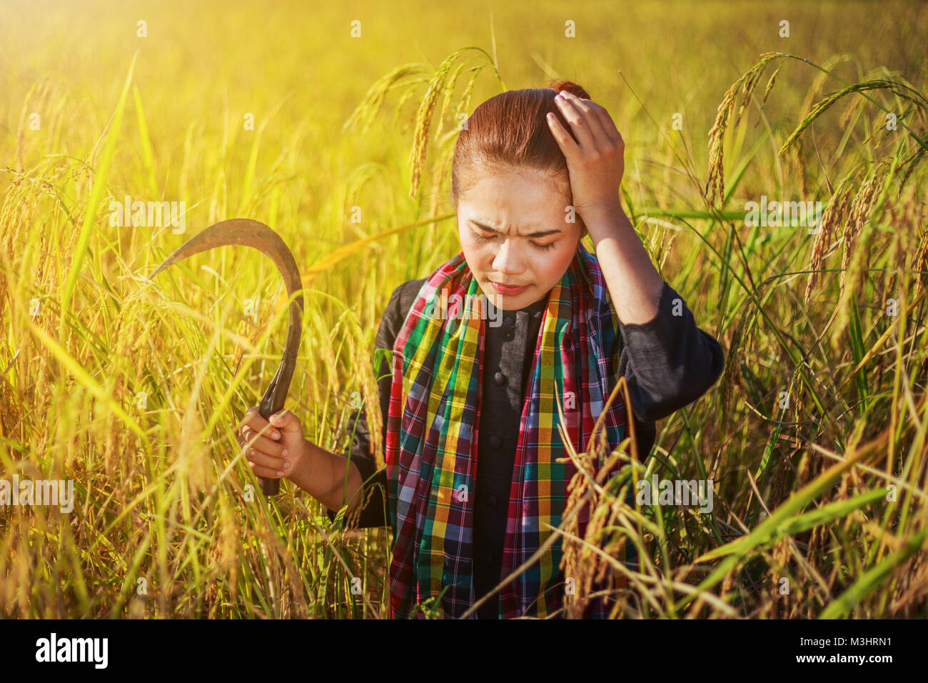 worried farmer using sickle to harvesting rice in field, Thailand Stock ...