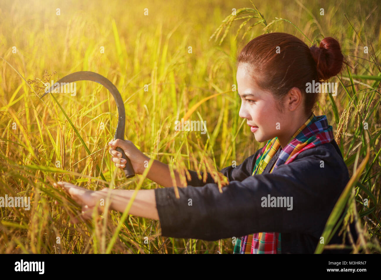farmer woman using sickle to harvesting rice in field, Thailand Stock ...