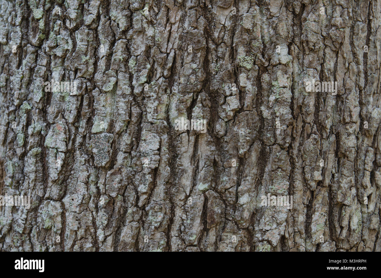 Cracking tree bark, as background texture Stock Photo - Alamy