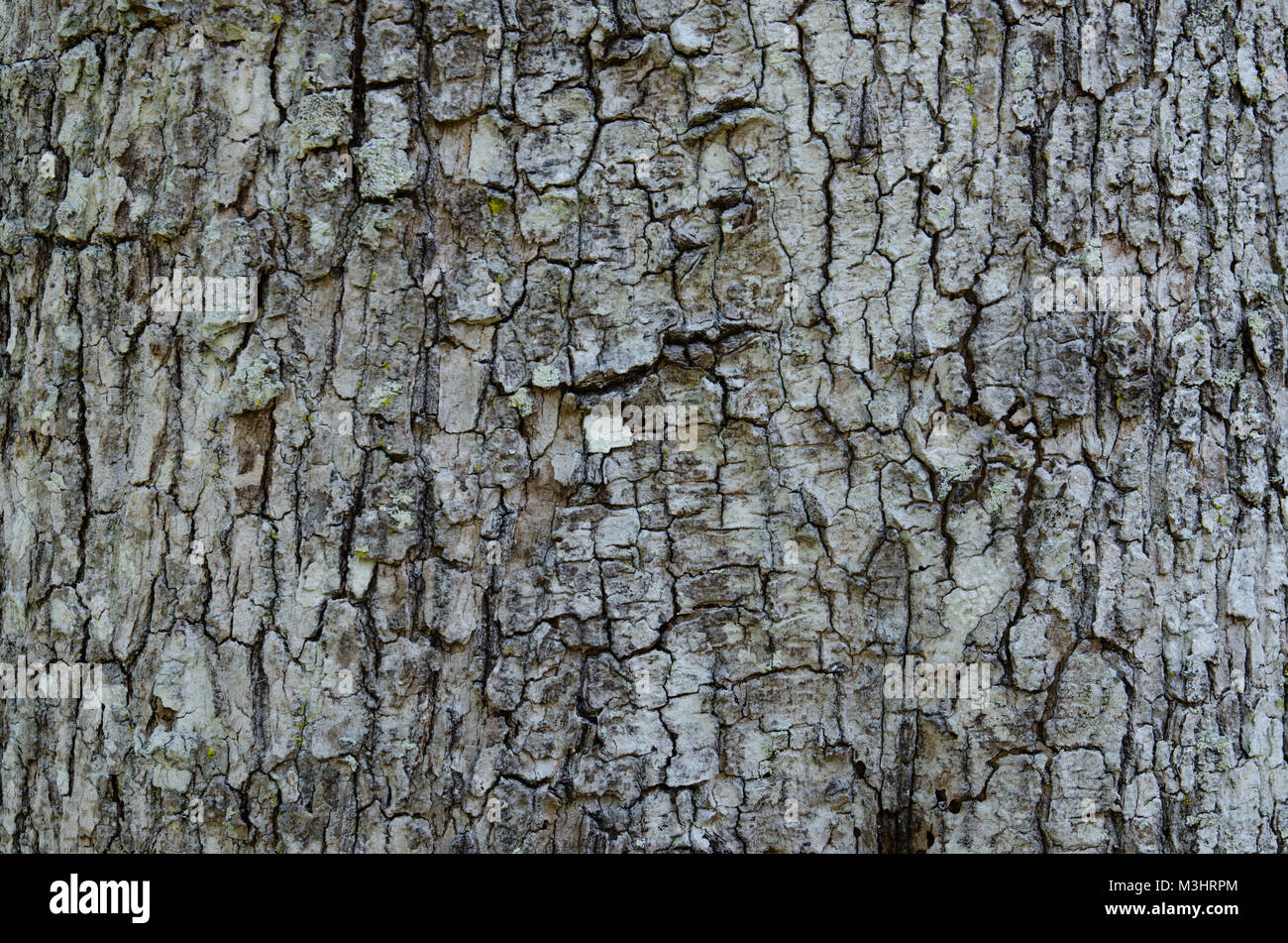 Cracking tree bark, as background texture Stock Photo - Alamy