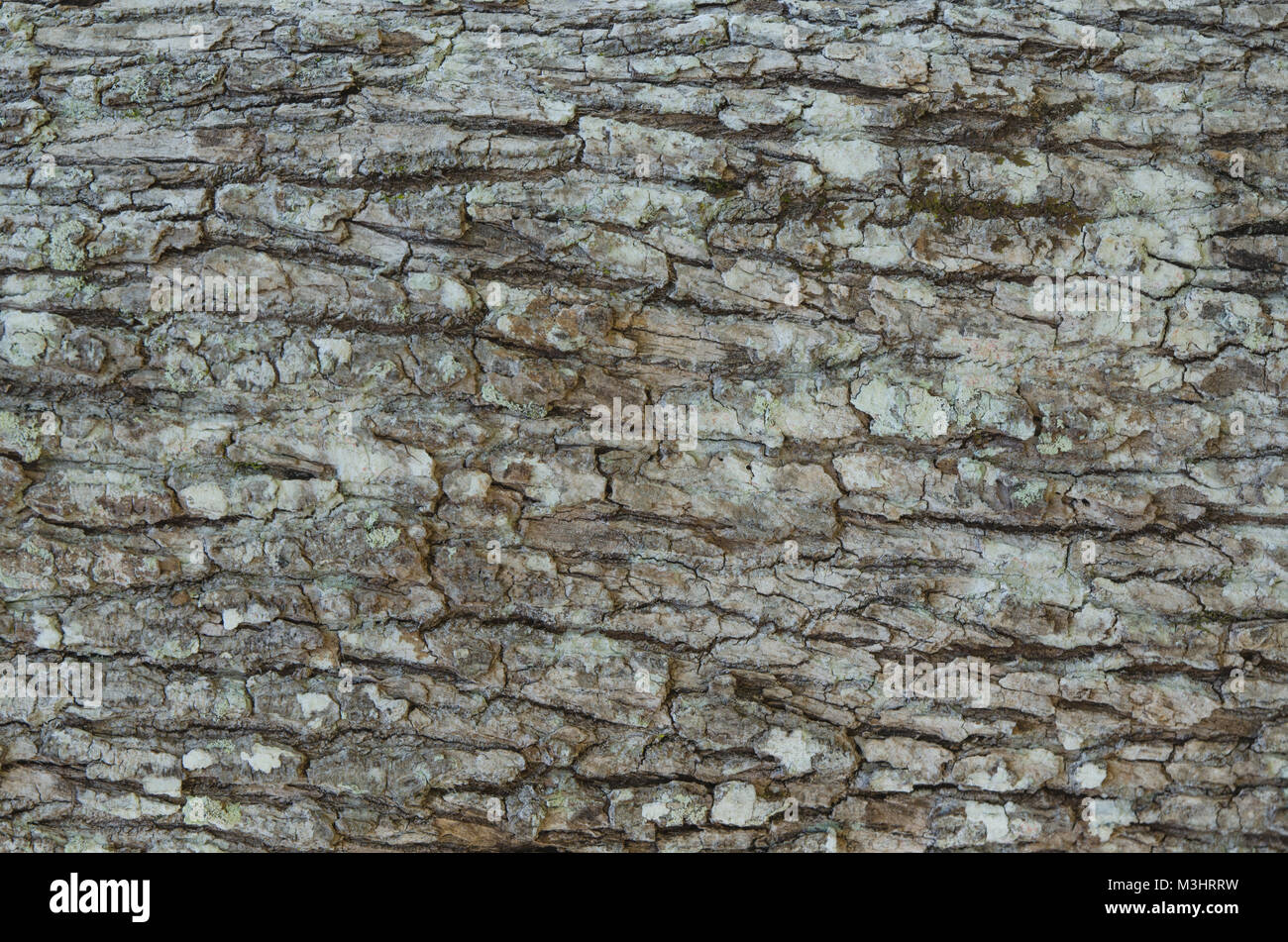 Cracking tree bark, as background texture Stock Photo - Alamy