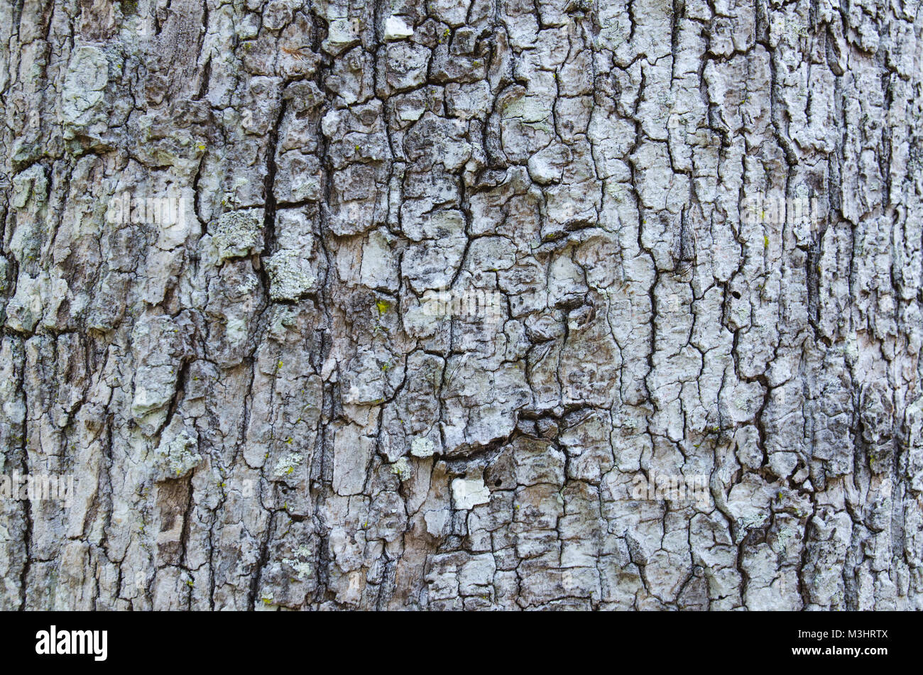 Cracking tree bark, as background texture Stock Photo - Alamy