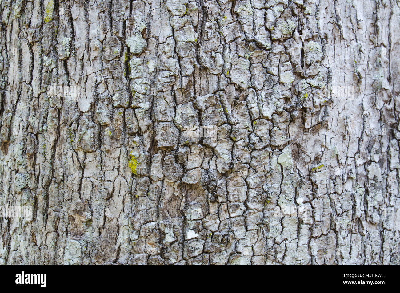 Cracking tree bark, as background texture Stock Photo - Alamy