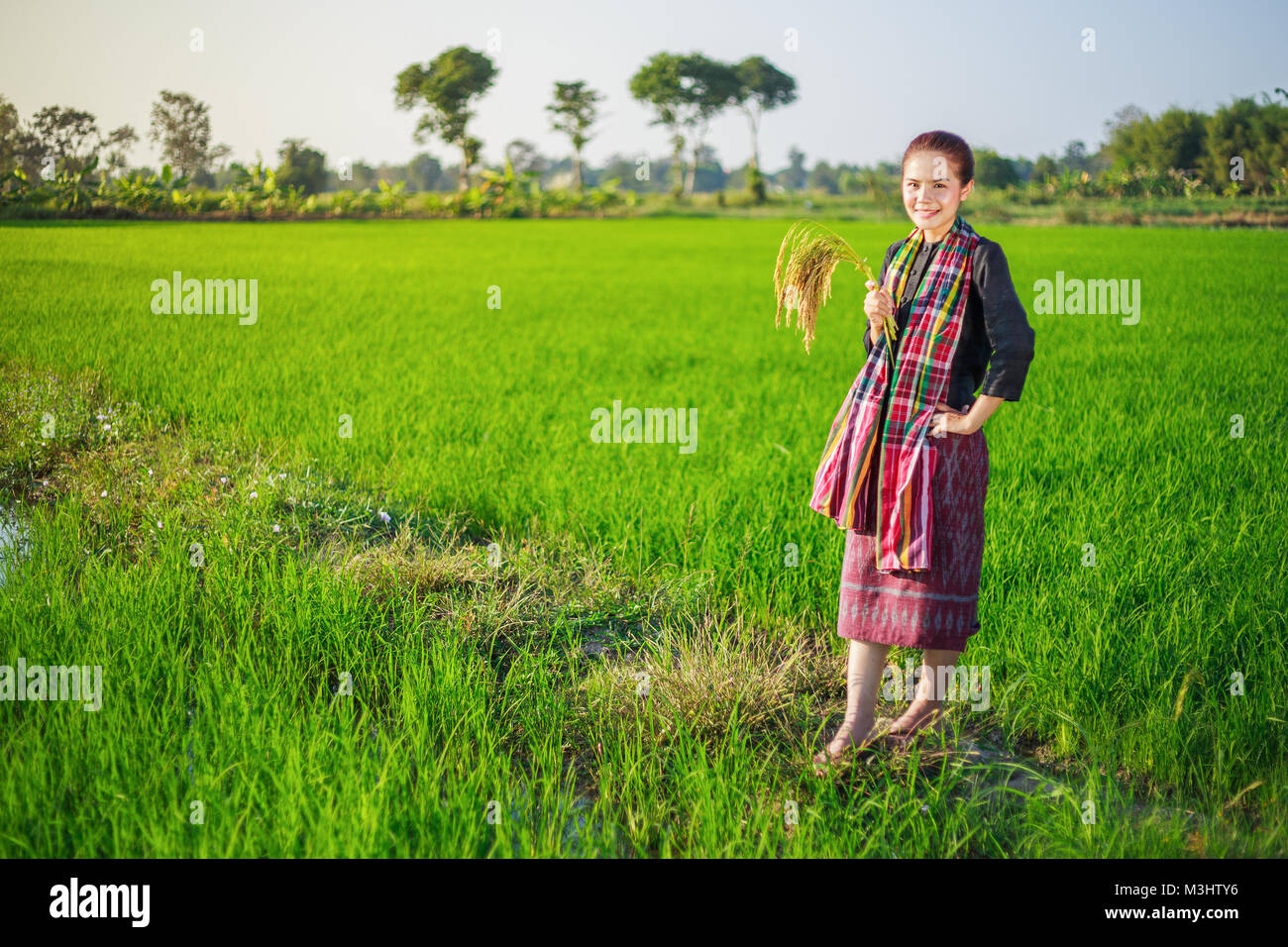 farmer woman holding rice in field, Thailand Stock Photo - Alamy