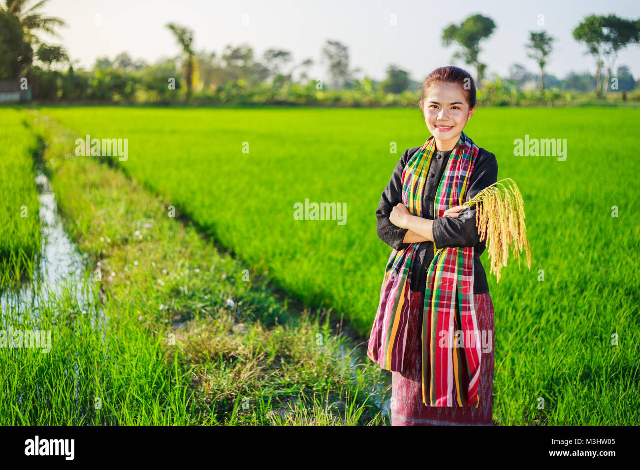 farmer woman holding rice in field, Thailand Stock Photo - Alamy
