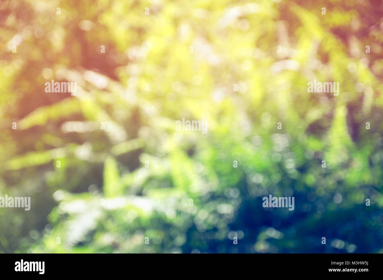 Colorful nature jungle or forest abstract blur for design background ...