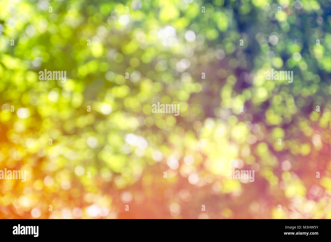 Colorful nature jungle or forest abstract blur for design background ...
