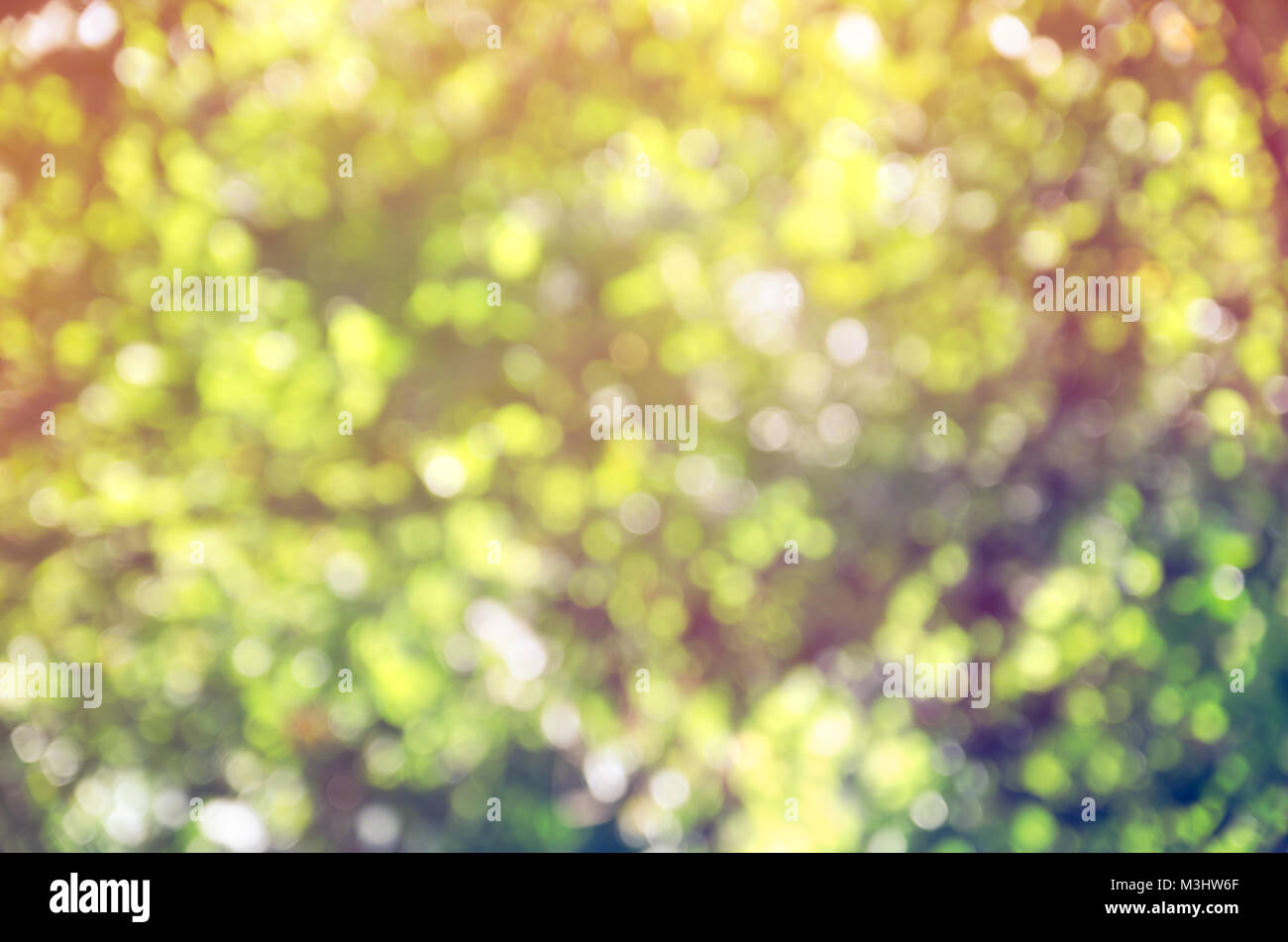 Colorful nature jungle or forest abstract blur for design background ...