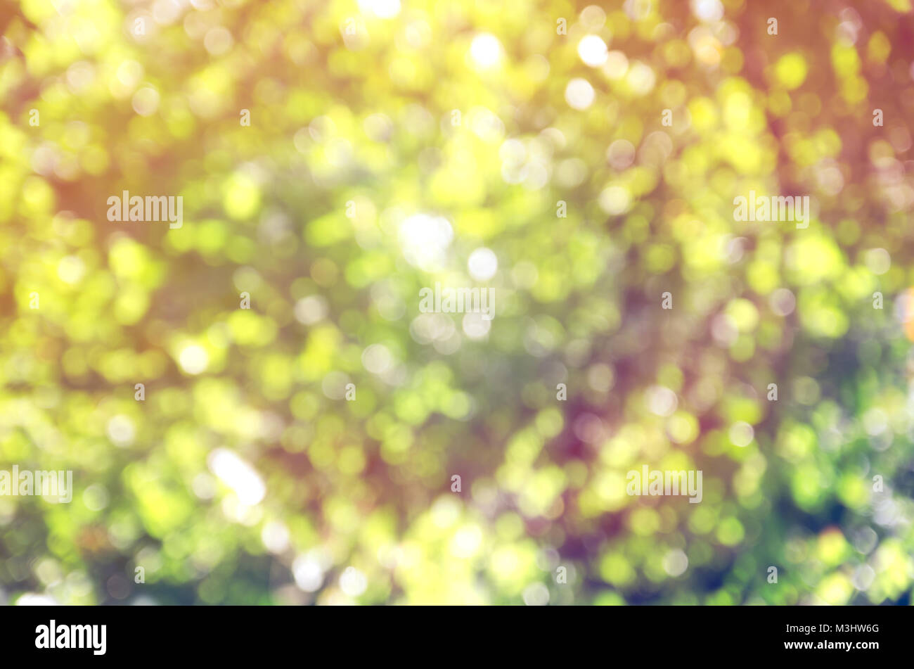 Colorful nature jungle or forest abstract blur for design background ...