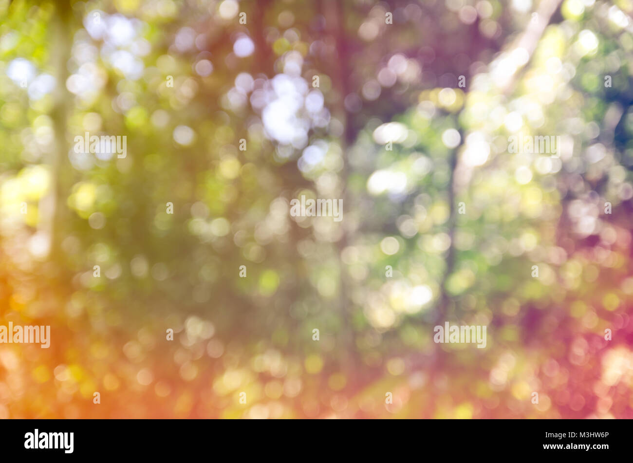 Colorful nature jungle or forest abstract blur for design background ...