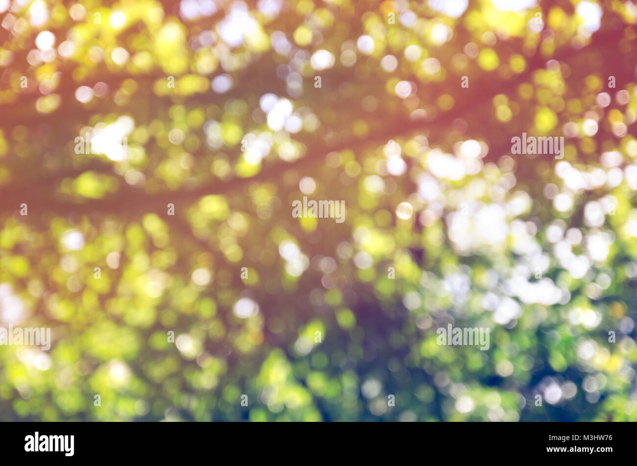 Colorful nature jungle or forest abstract blur for design background ...