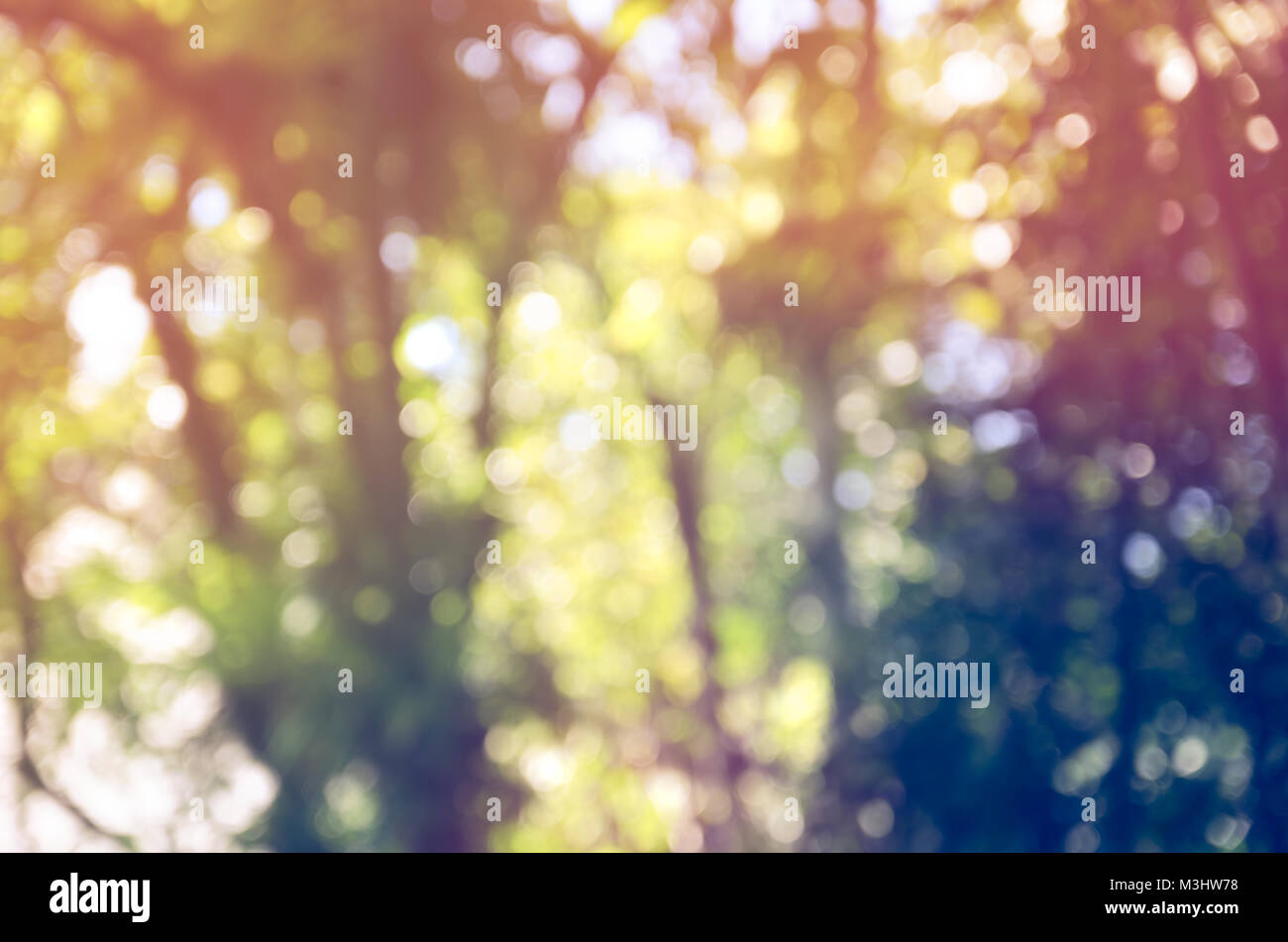 Colorful nature jungle or forest abstract blur for design background ...