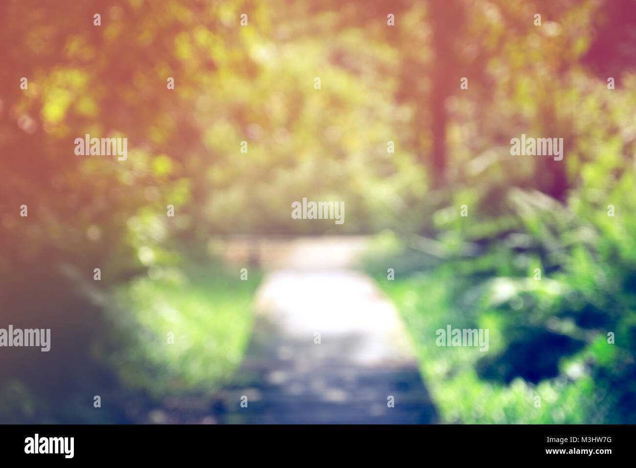 Colorful nature jungle or forest abstract blur for design background ...