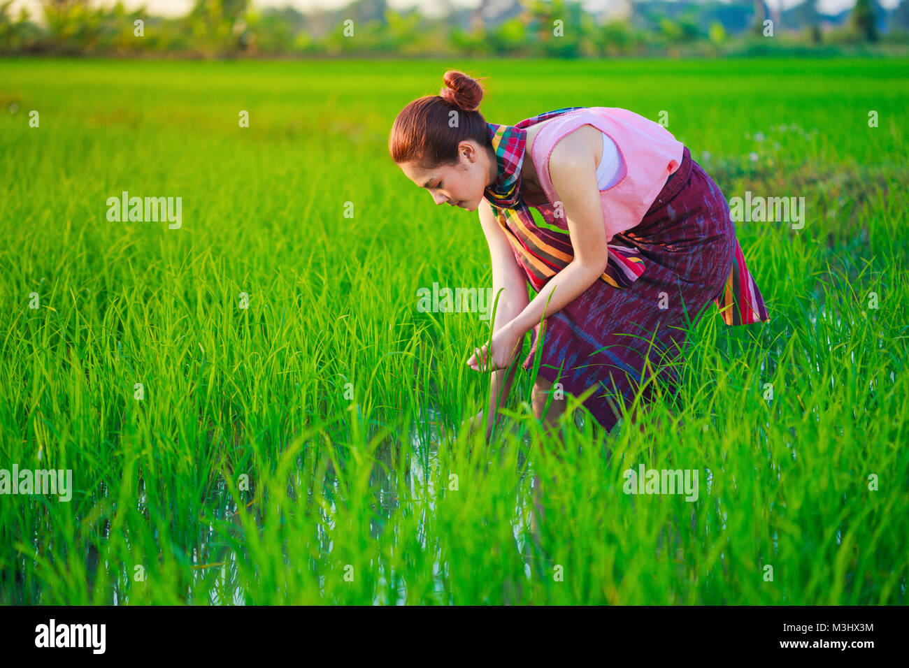Indian farmer rice plantation hi-res stock photography and images - Alamy