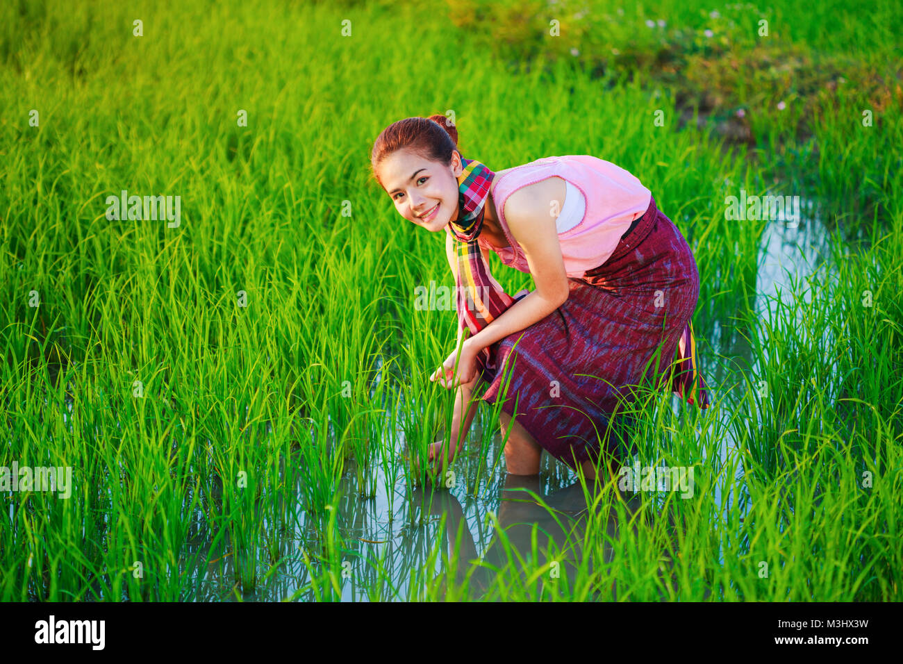 farmer woman working in rice field, Thailand Stock Photo - Alamy