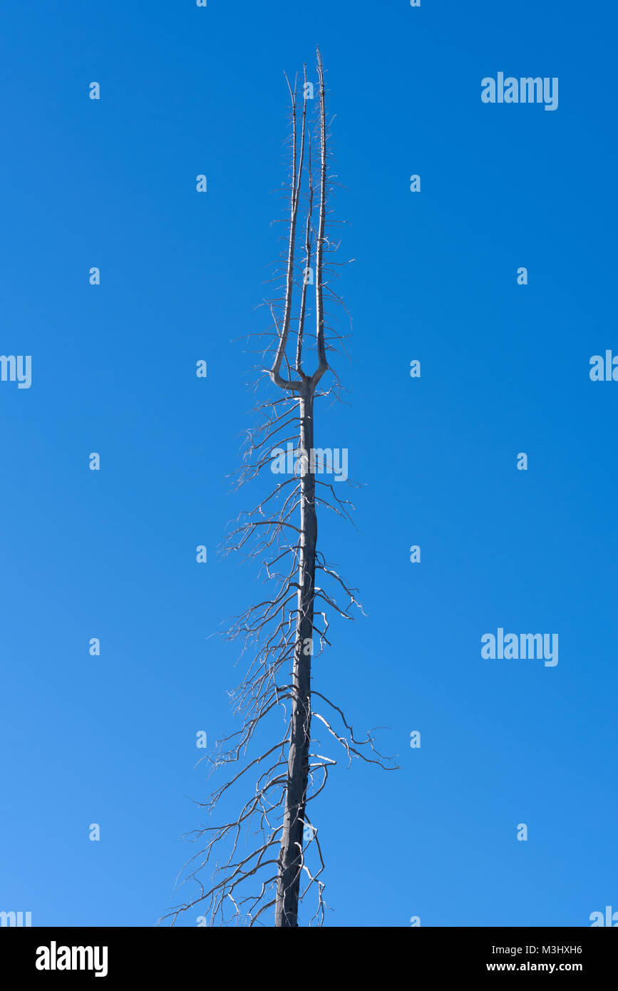 Forked trunk hi-res stock photography and images - Alamy