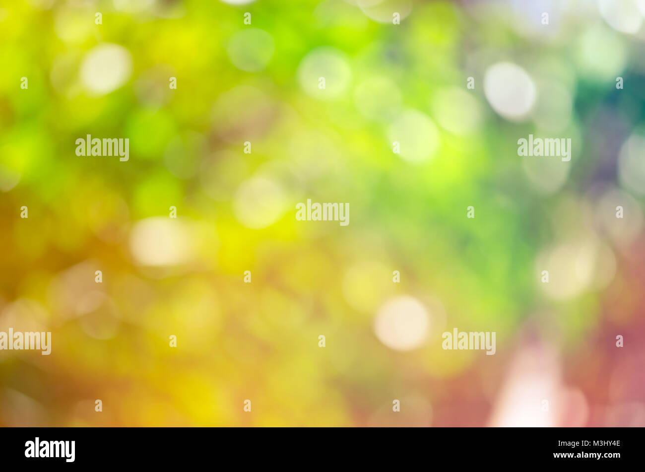 Colorful nature jungle or forest abstract blur for design background ...