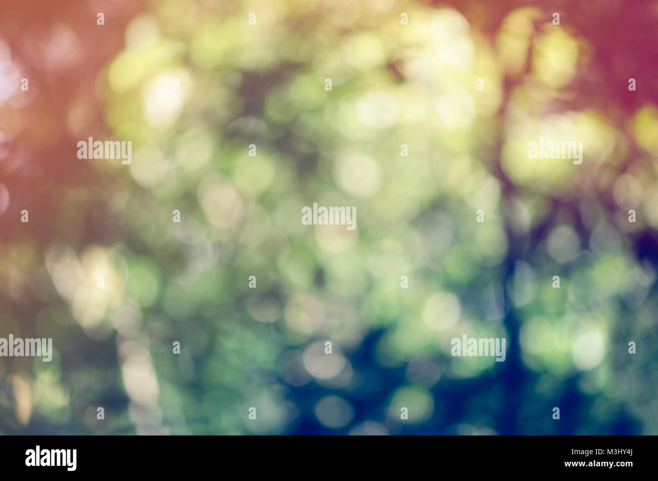 Colorful nature jungle or forest abstract blur for design background ...