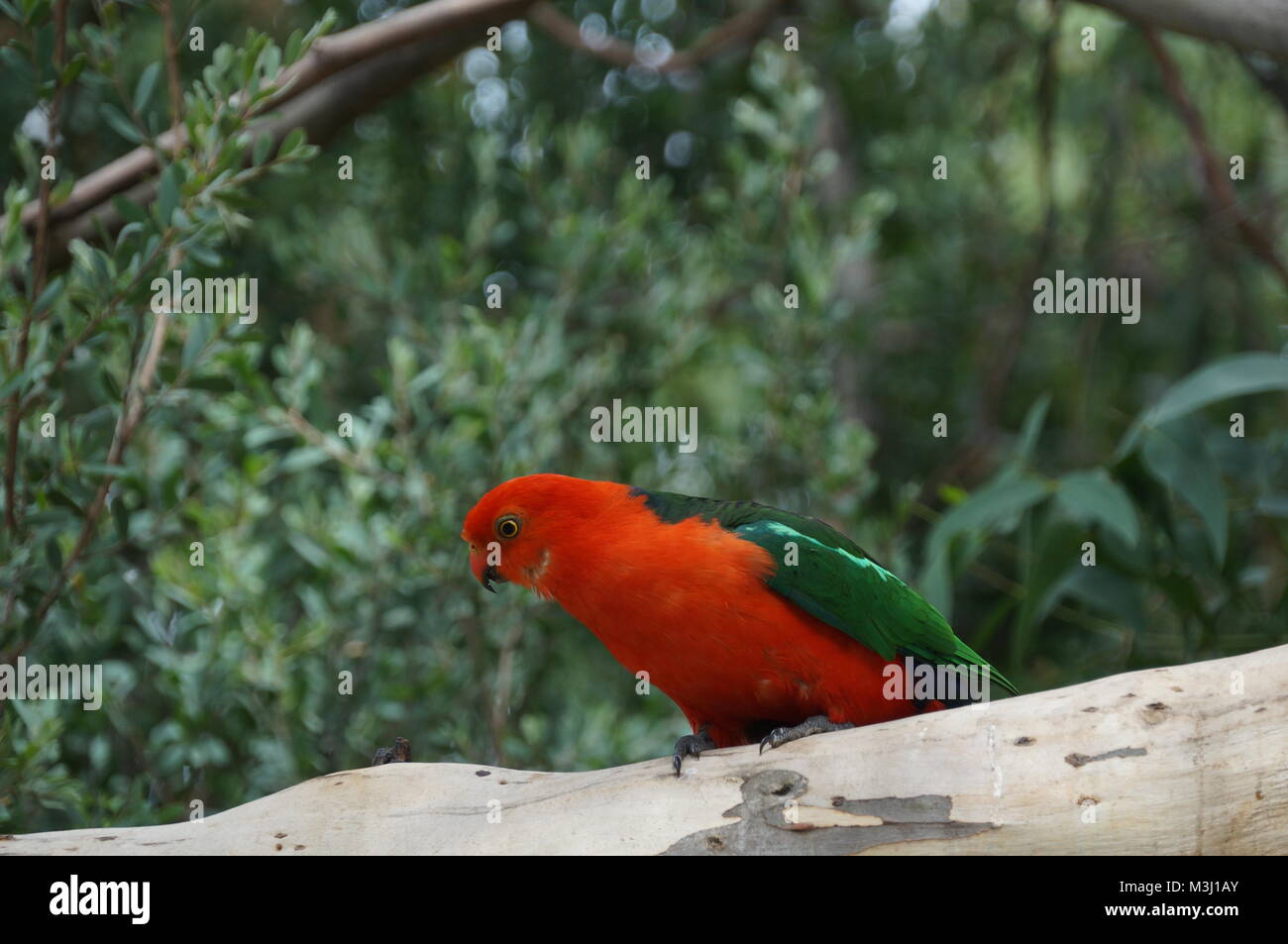 Perrot bird hi-res stock photography and images - Alamy